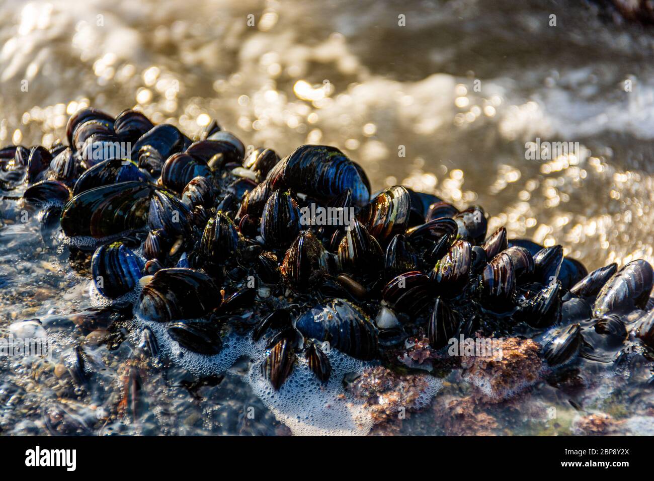 Die Miesmuschel (Mytilus edulis), auch als die gemeinsame Mussel ...