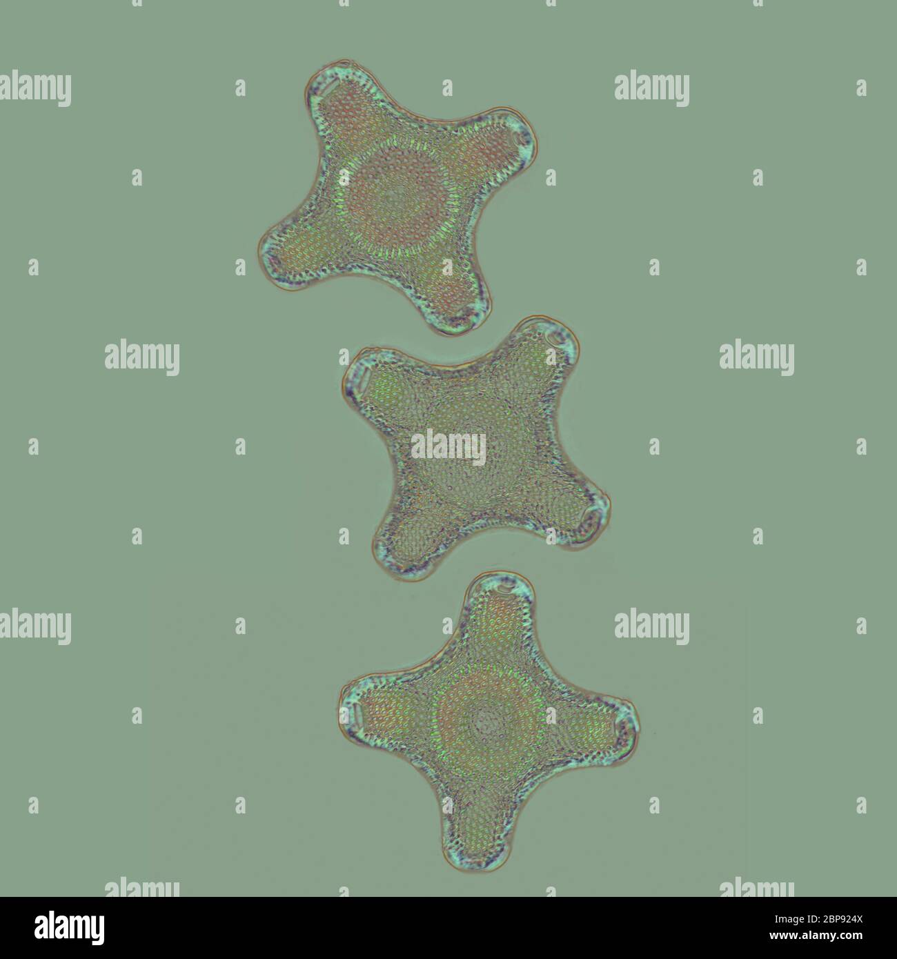 Kieselalge mikroskop -Fotos und -Bildmaterial in hoher Auflösung – Alamy