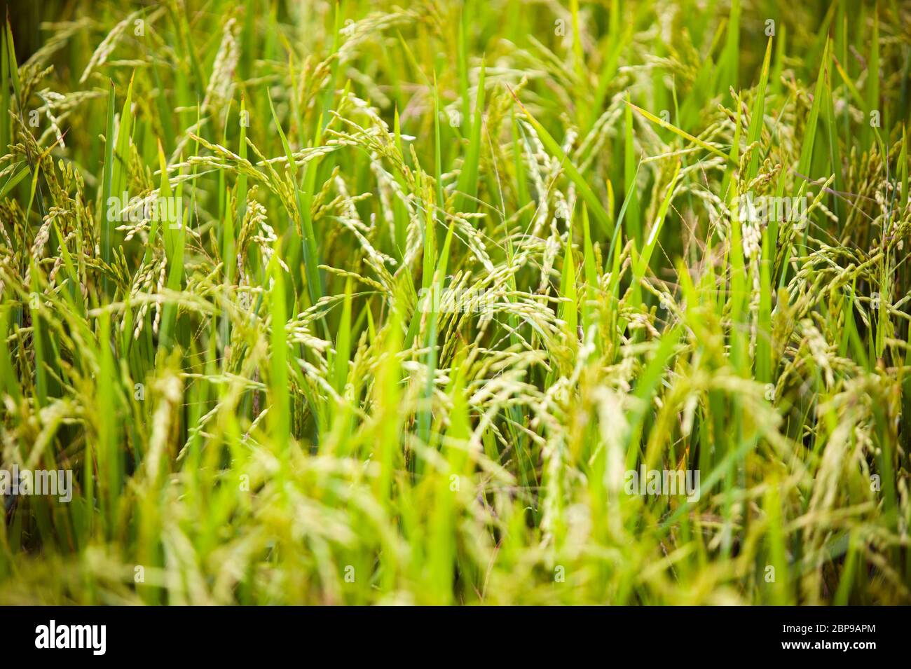 Jährliche reispflanzen -Fotos und -Bildmaterial in hoher Auflösung – Alamy