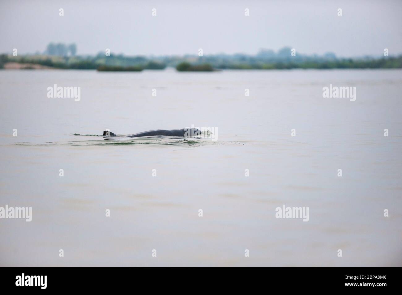 Irrawaddy delfine beobachten -Fotos und -Bildmaterial in hoher ...