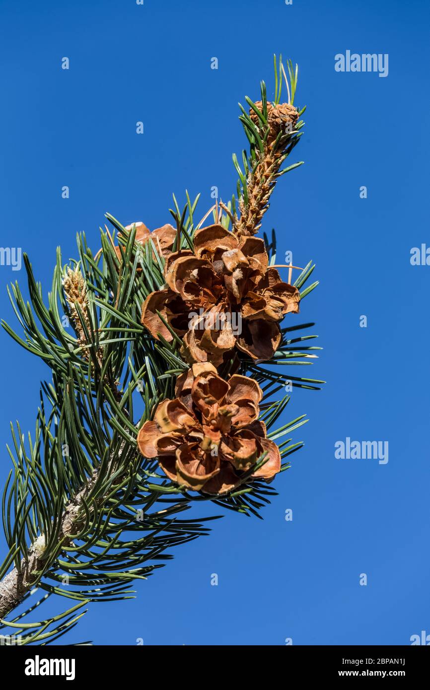 Pinus Pinus Pentaphylla Pine Five Needles 76 Cm