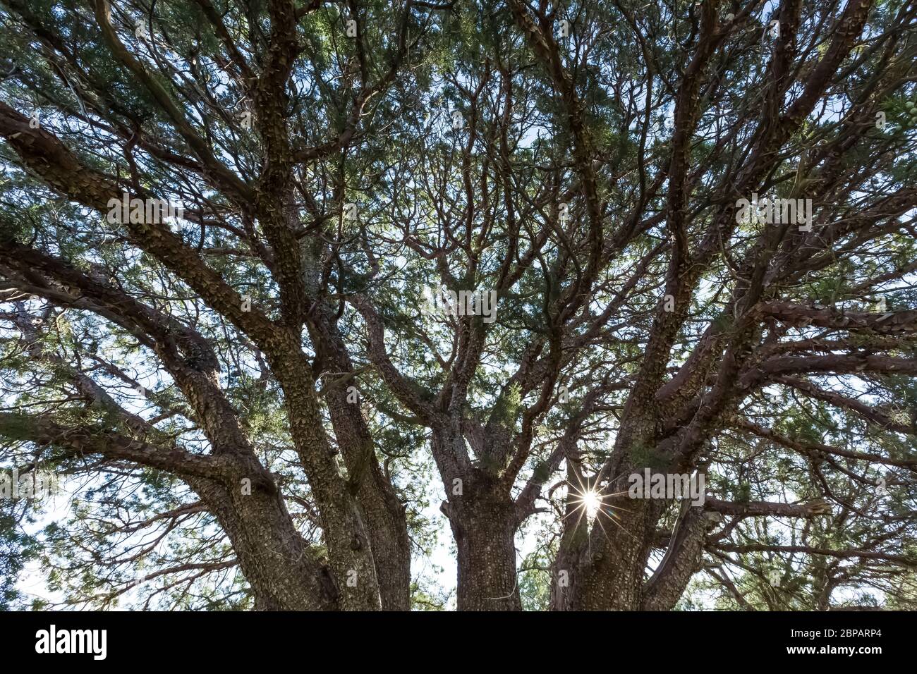 Alligator bark juniper -Fotos und -Bildmaterial in hoher Auflösung – Alamy