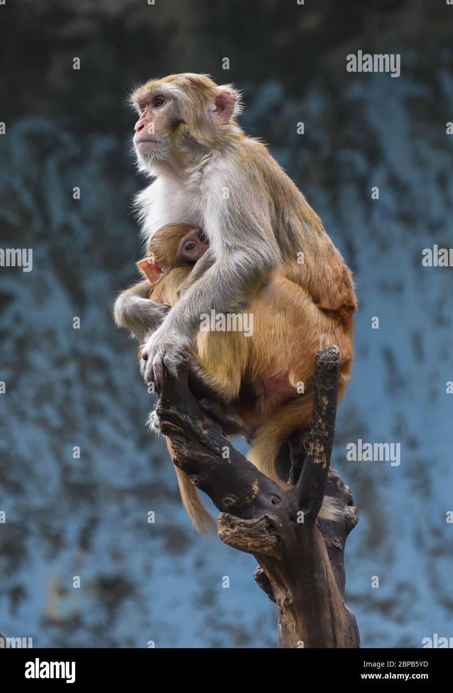 Affe bilder -Fotos und -Bildmaterial in hoher Auflösung – Alamy