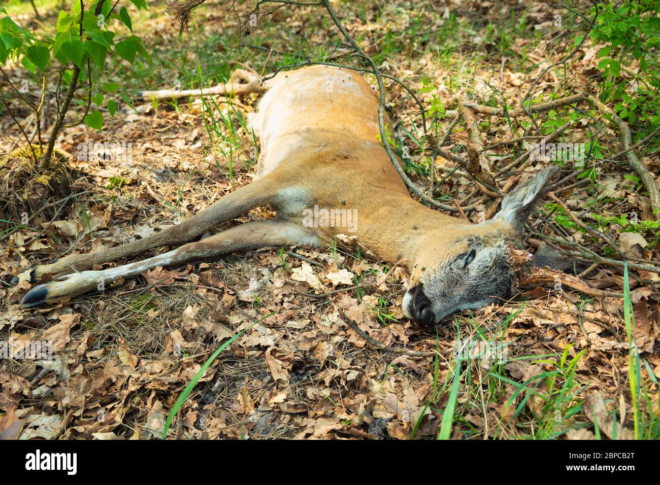 Unfall wild -Fotos und -Bildmaterial in hoher Auflösung – Alamy