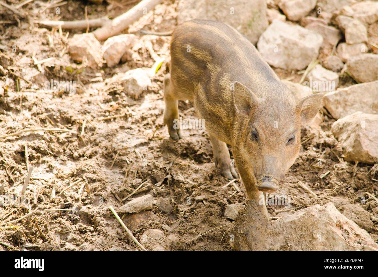 wildschwein ist ein Baby Tier im Wald und haben Muster Körper diffrent ...
