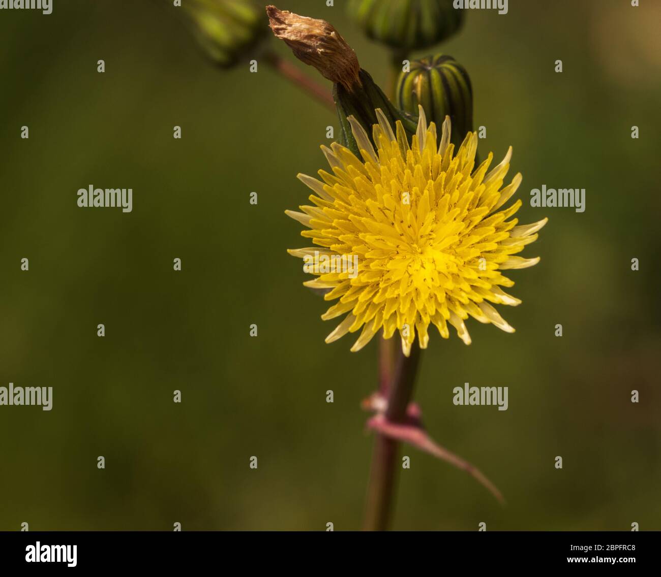 Wilde blumen von andalusien spanien -Fotos und -Bildmaterial in hoher ...