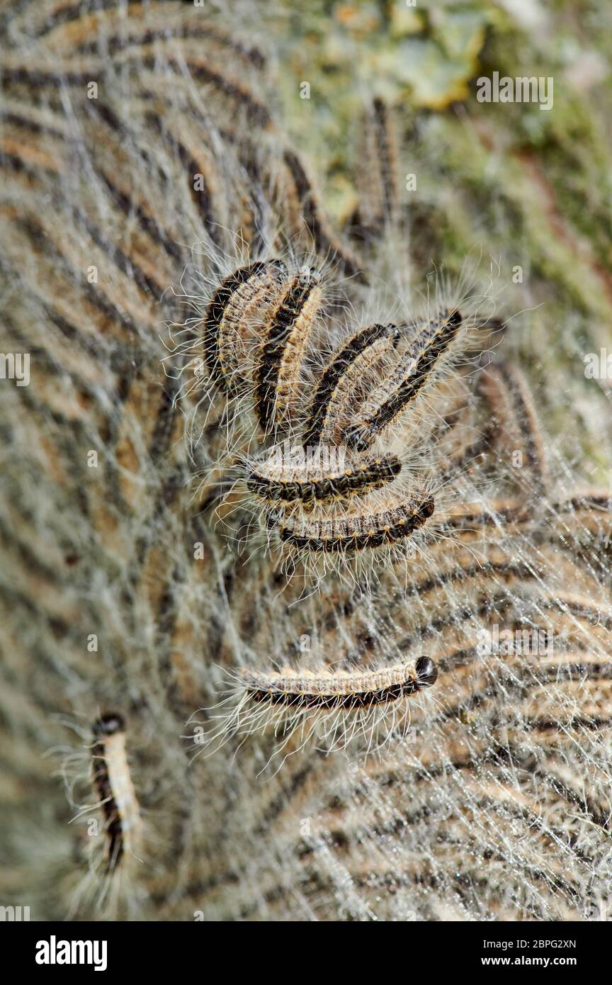 Eichen-Prozessionär (Thaumetopoea processionea), Raupen des Eichen ...