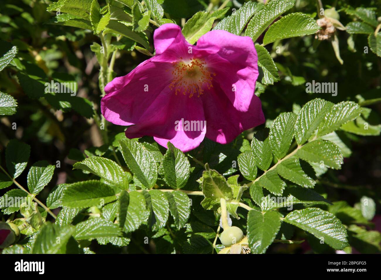 Rosa rugosa rubra -Fotos und -Bildmaterial in hoher Auflösung – Alamy