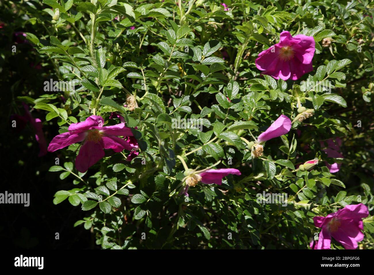 Rosa rugosa rubra -Fotos und -Bildmaterial in hoher Auflösung – Alamy