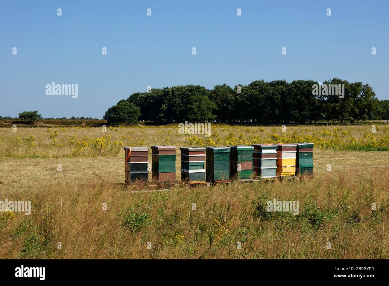 Bemalte Bienenstöcke aus Holz mit aktiven Honigbienen in der Nähe von ...