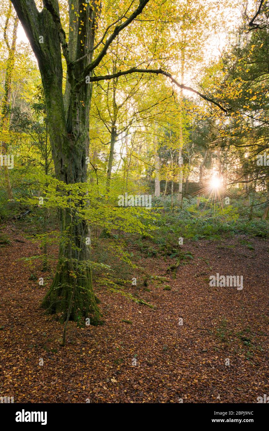 Kobold combe -Fotos und -Bildmaterial in hoher Auflösung – Alamy