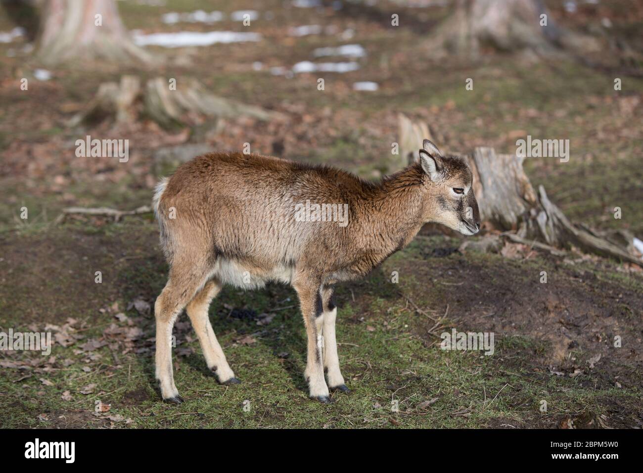 Mufflon weiblich -Fotos und -Bildmaterial in hoher Auflösung – Alamy