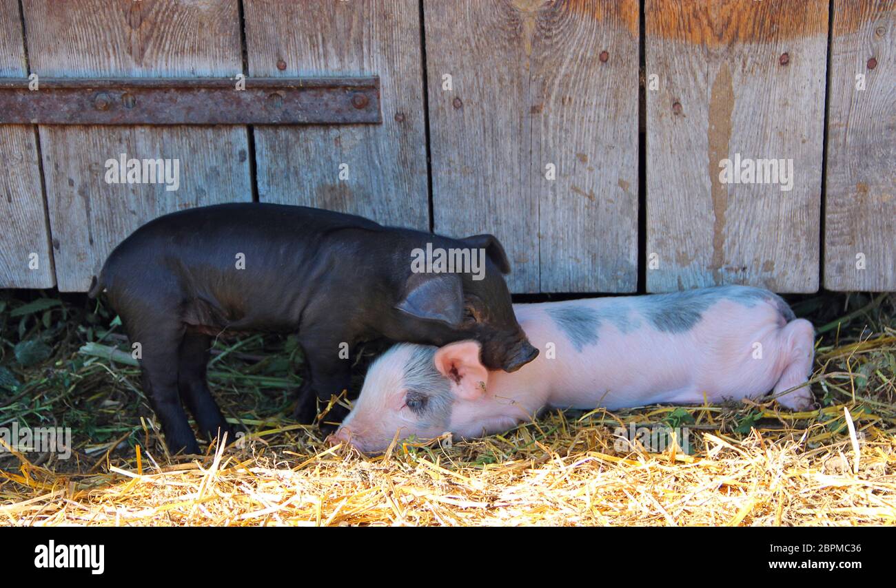 Schwarze Ferkel Stockfotos und -bilder Kaufen - Alamy