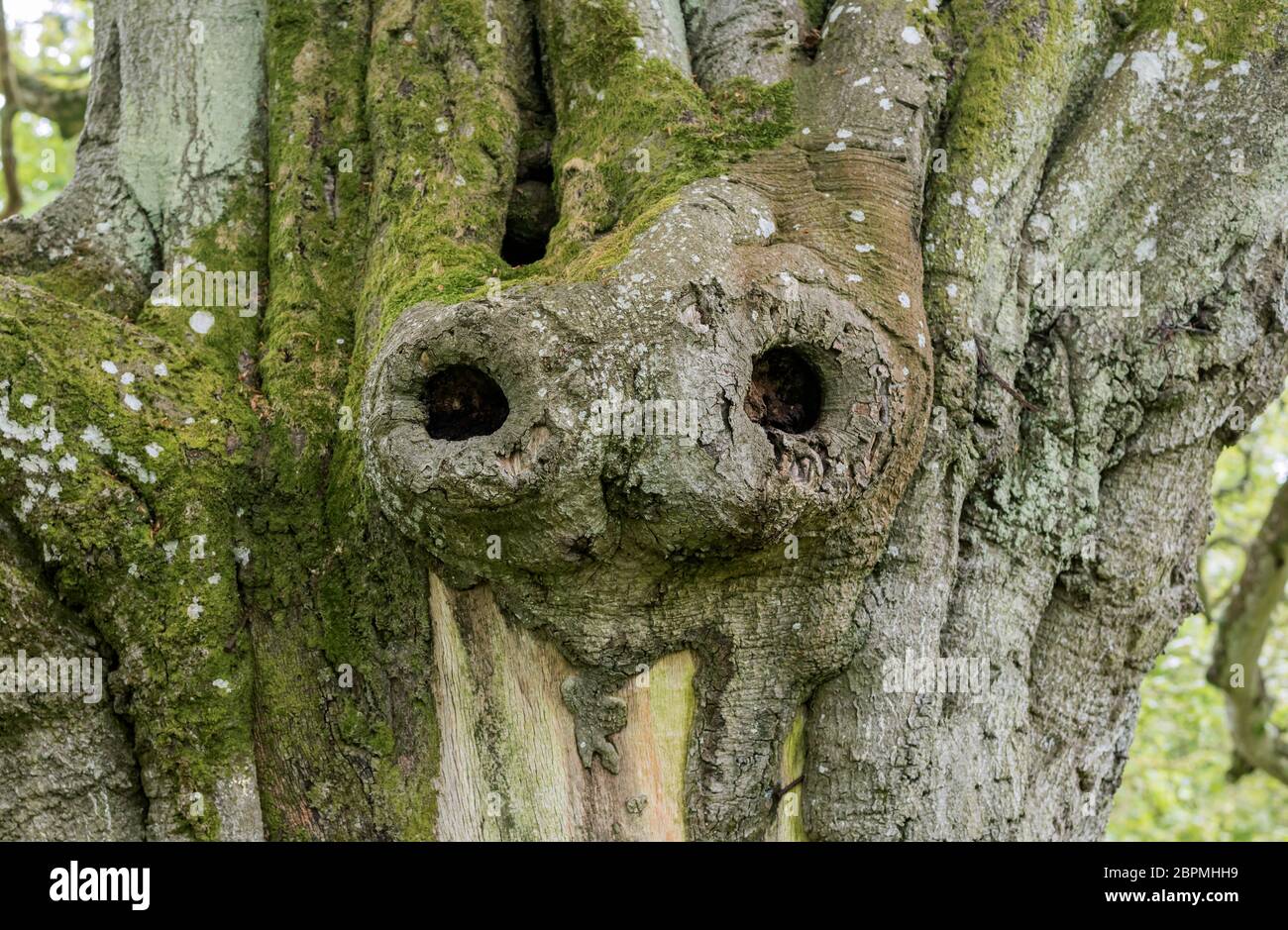 E.t the extra terrestrial movie -Fotos und -Bildmaterial in hoher ...