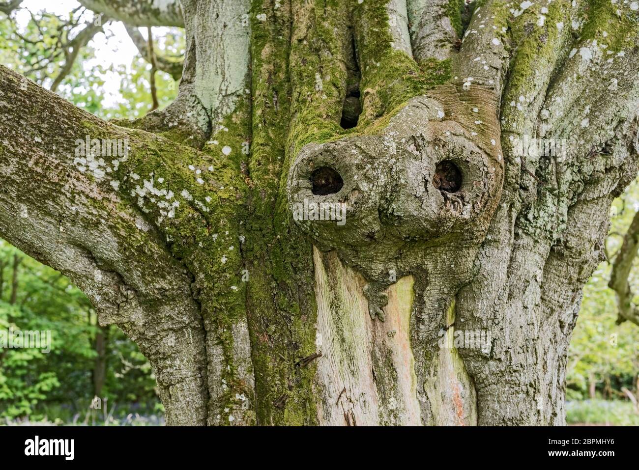 E.t the extra terrestrial movie -Fotos und -Bildmaterial in hoher ...