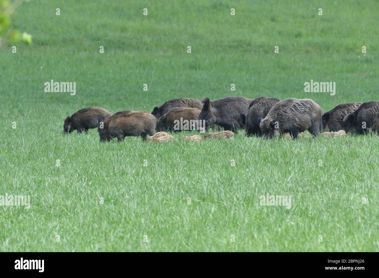 Wildschwein wildschwein ferkel -Fotos und -Bildmaterial in hoher ...