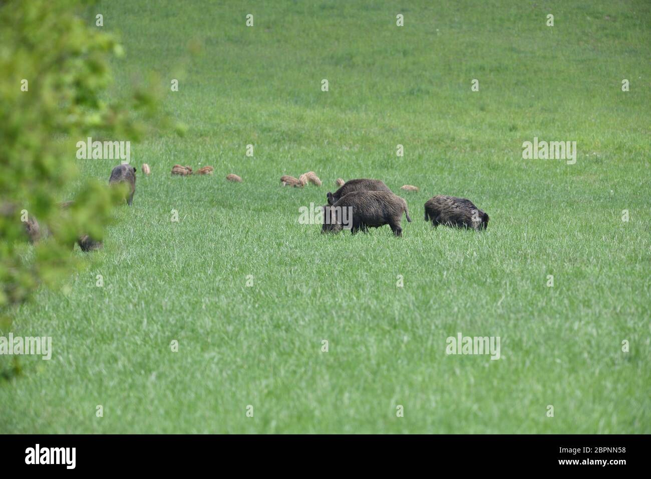 Wildschwein wildschwein ferkel -Fotos und -Bildmaterial in hoher ...