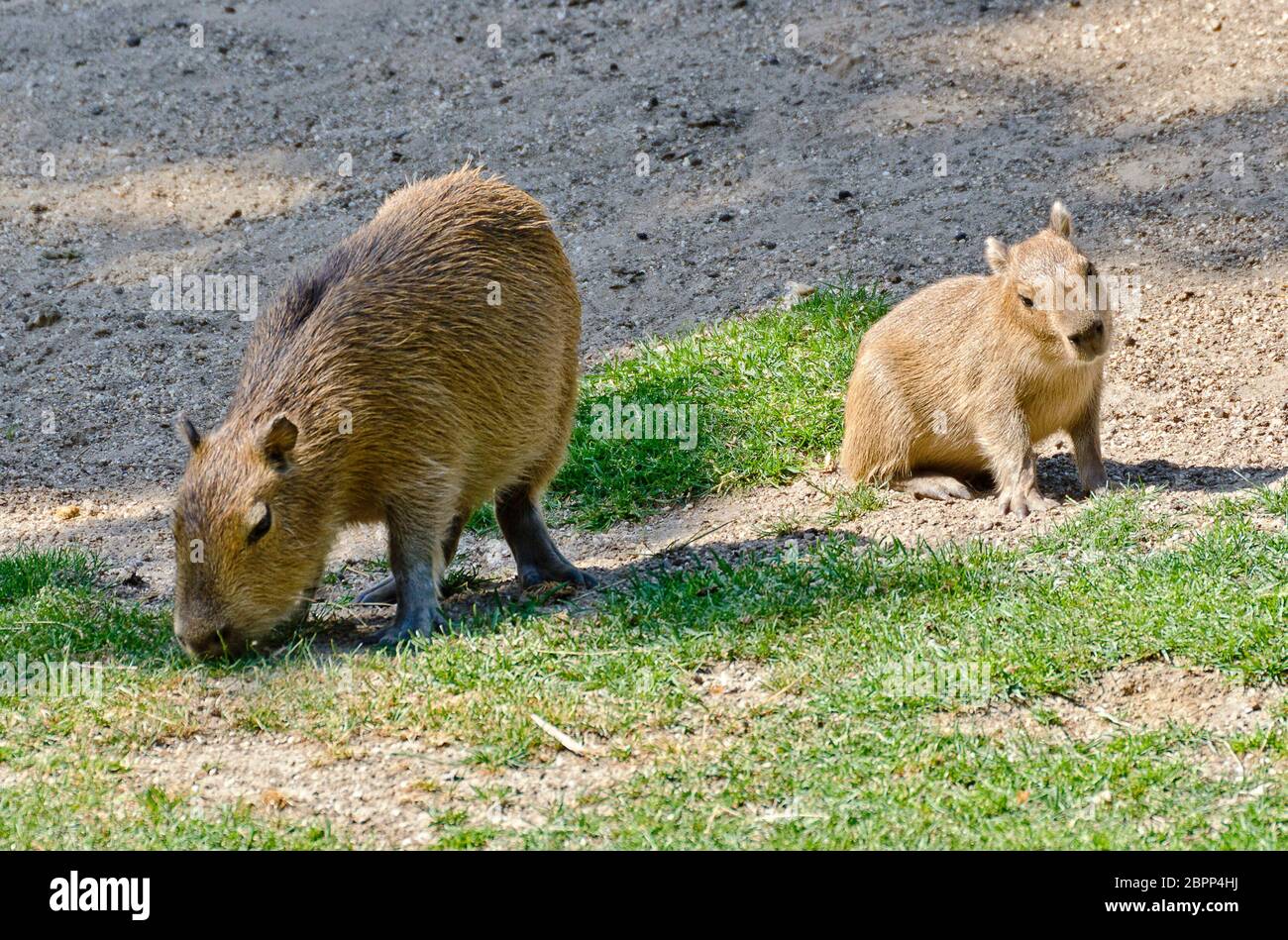 Capybara wien -Fotos und -Bildmaterial in hoher Auflösung – Alamy