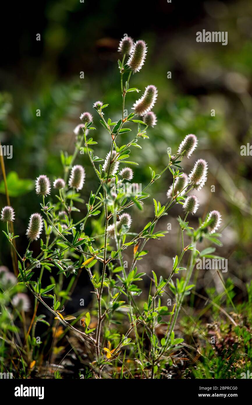 Blühende Blumen auf grünem Gras. Wiese mit Wildblumen. Blumen Samen ...