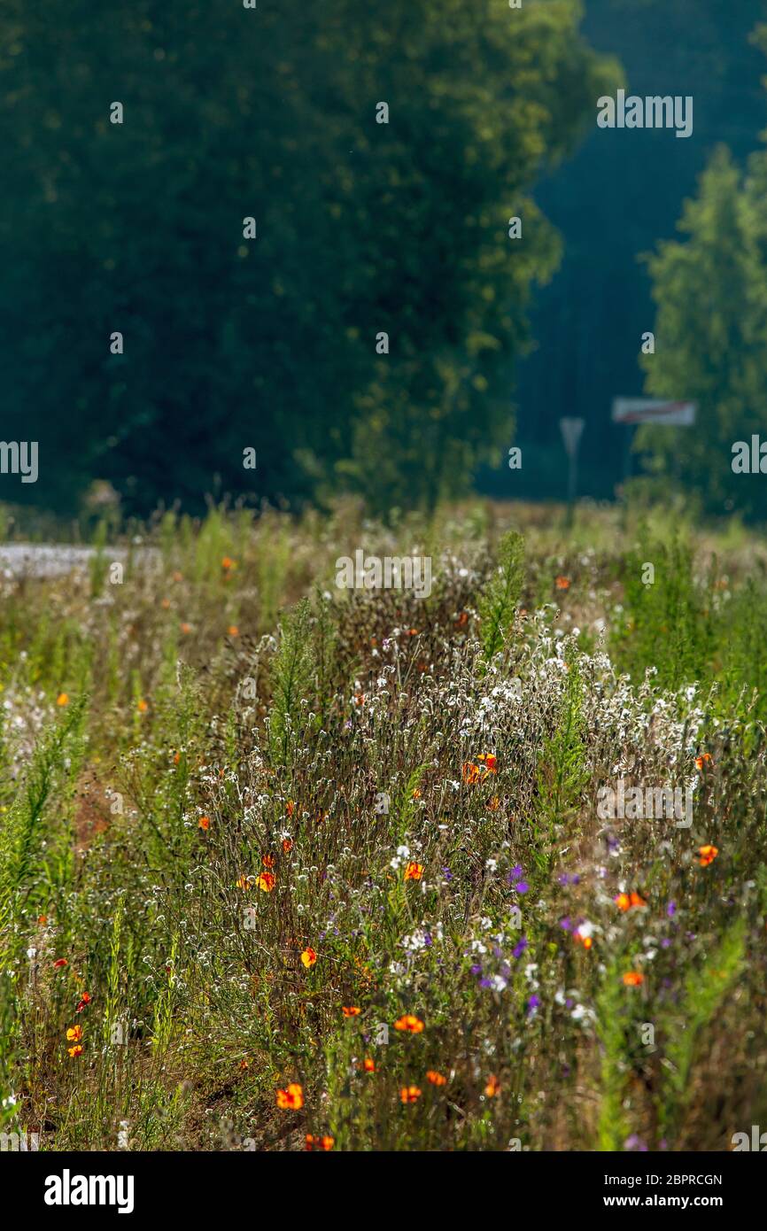 Blühende Blumen auf grünem Gras am Straßenrand. Wiese mit Wildblumen ...