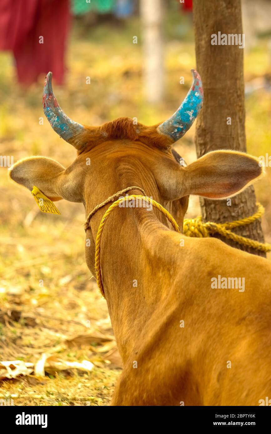 Asiatische rinderrassen -Fotos und -Bildmaterial in hoher Auflösung – Alamy