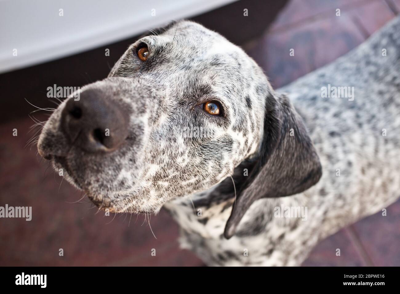 English pointer -Fotos und -Bildmaterial in hoher Auflösung – Alamy