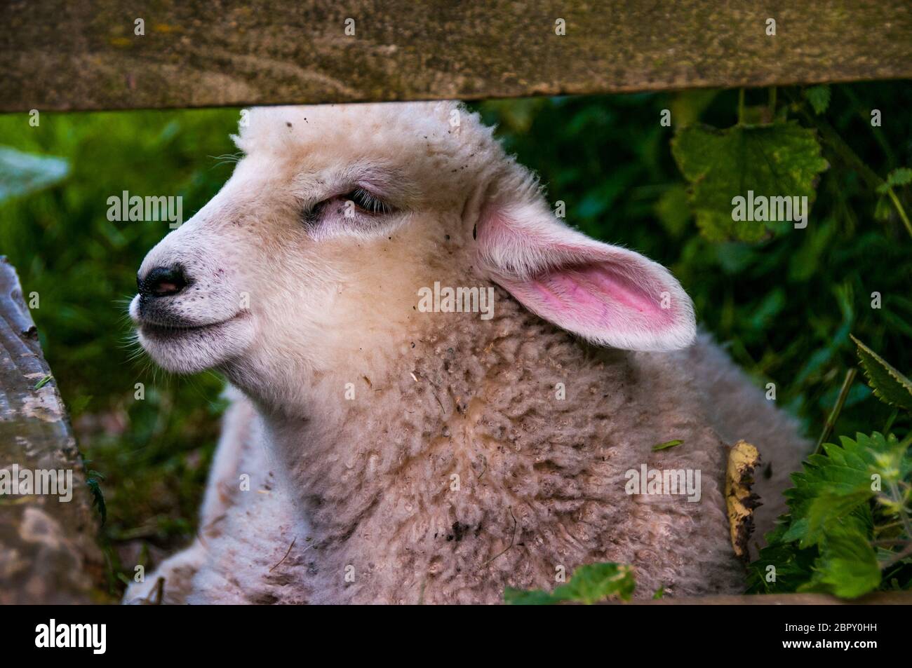 Devonische tiere -Fotos und -Bildmaterial in hoher Auflösung - Seite 2 ...