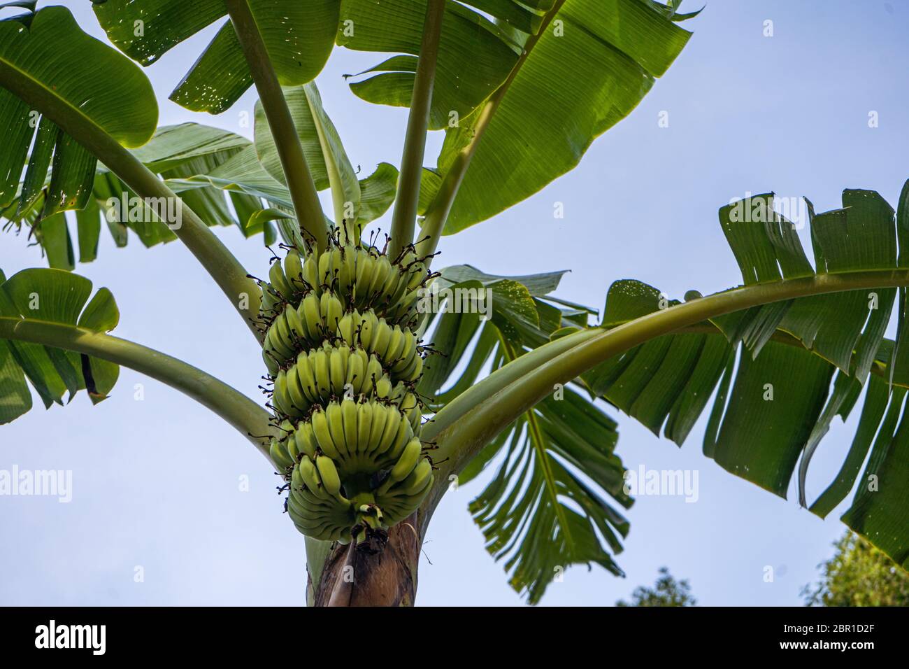 Echter bananenbaum mit bananen -Fotos und -Bildmaterial in hoher ...