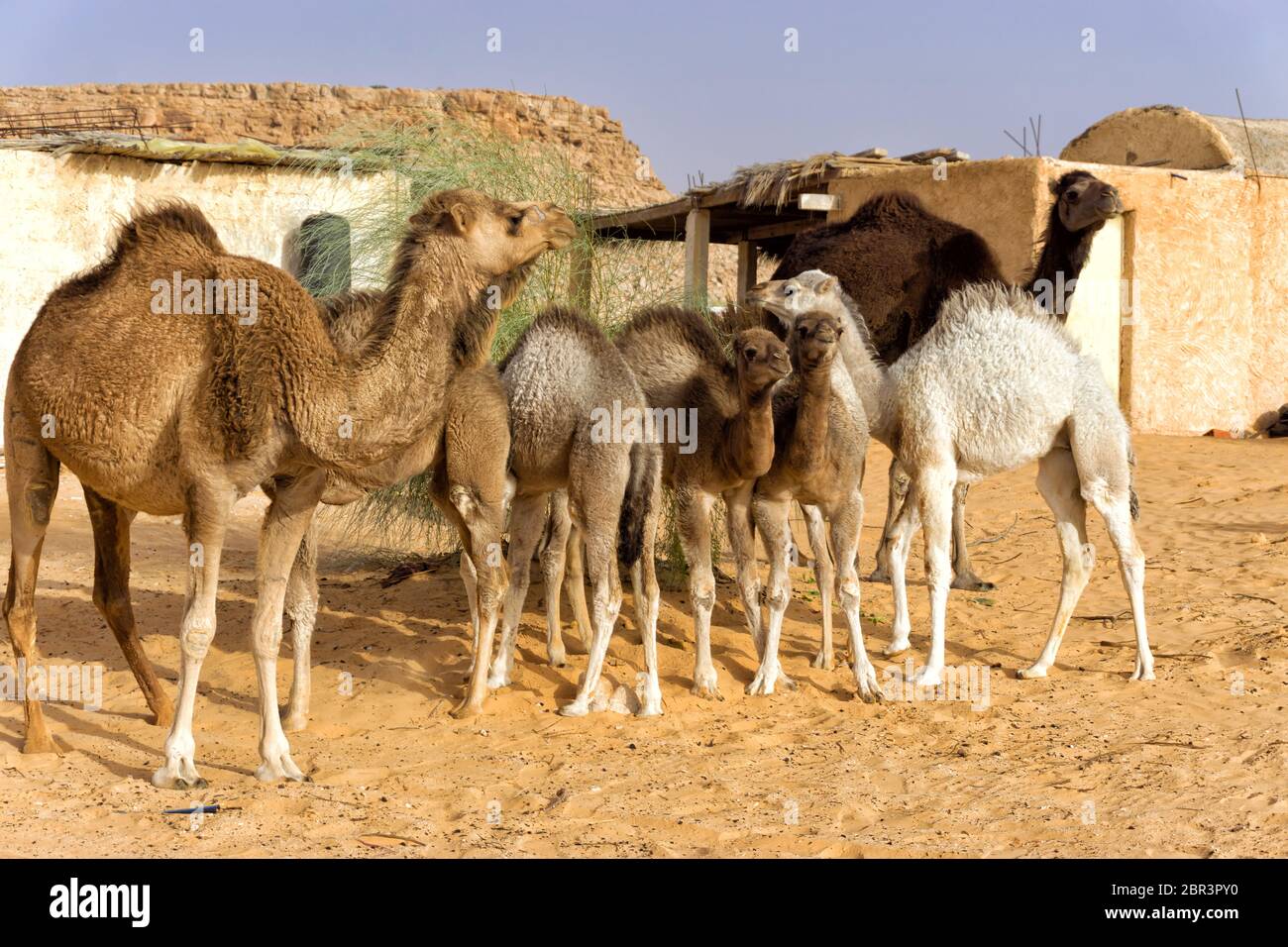 Camel family -Fotos und -Bildmaterial in hoher Auflösung – Alamy