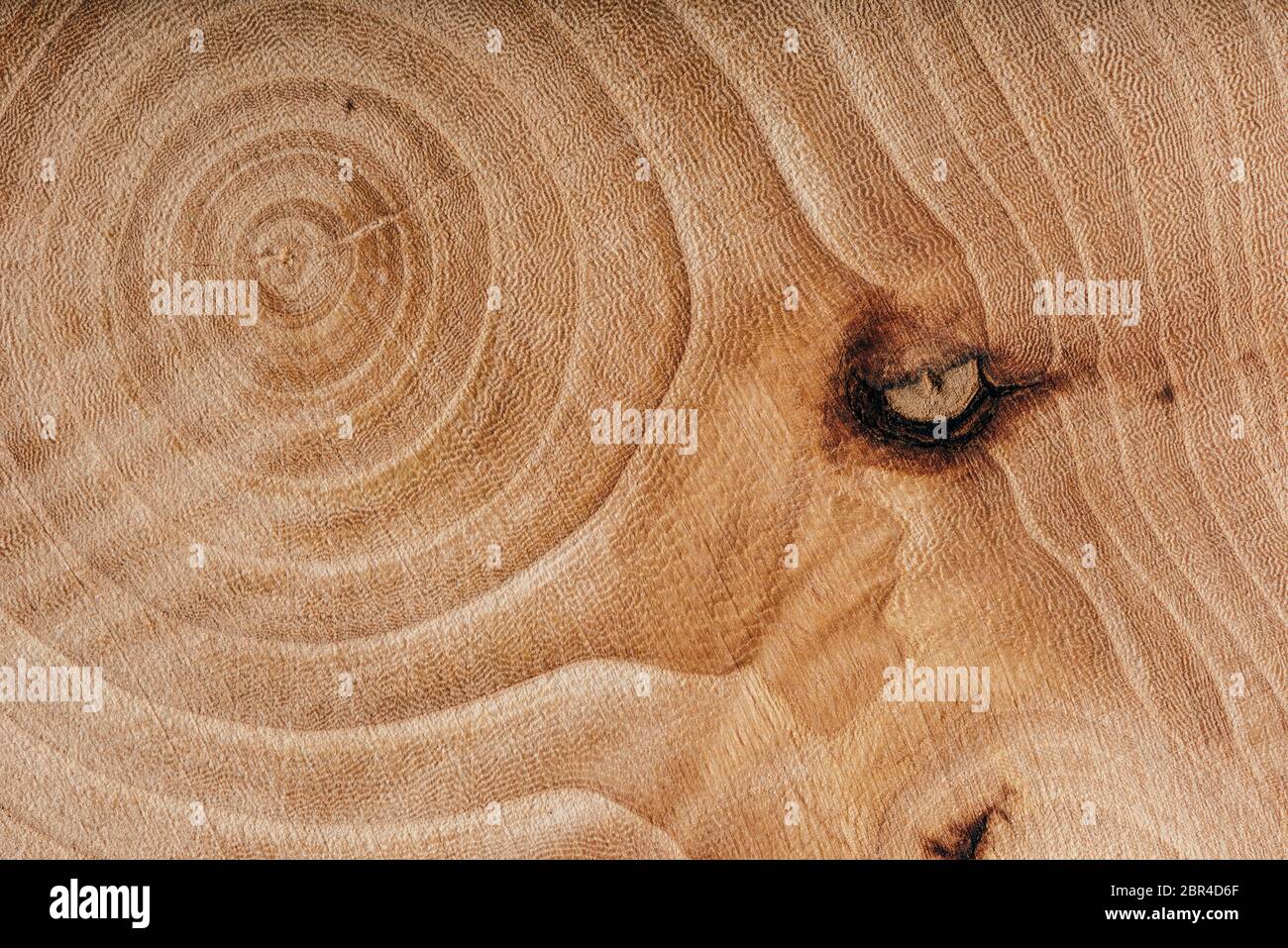 Esche platte Textur mit Jahresringe, Hintergrund oder Tapeten ...