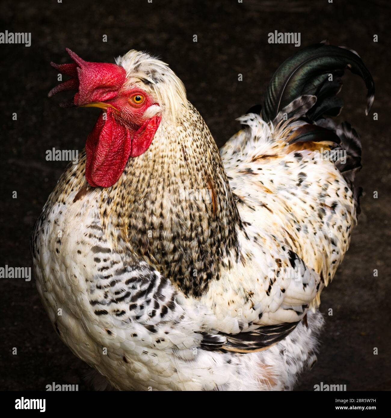 Schwarz weiß gesprenkelt huhn hahn -Fotos und -Bildmaterial in hoher ...