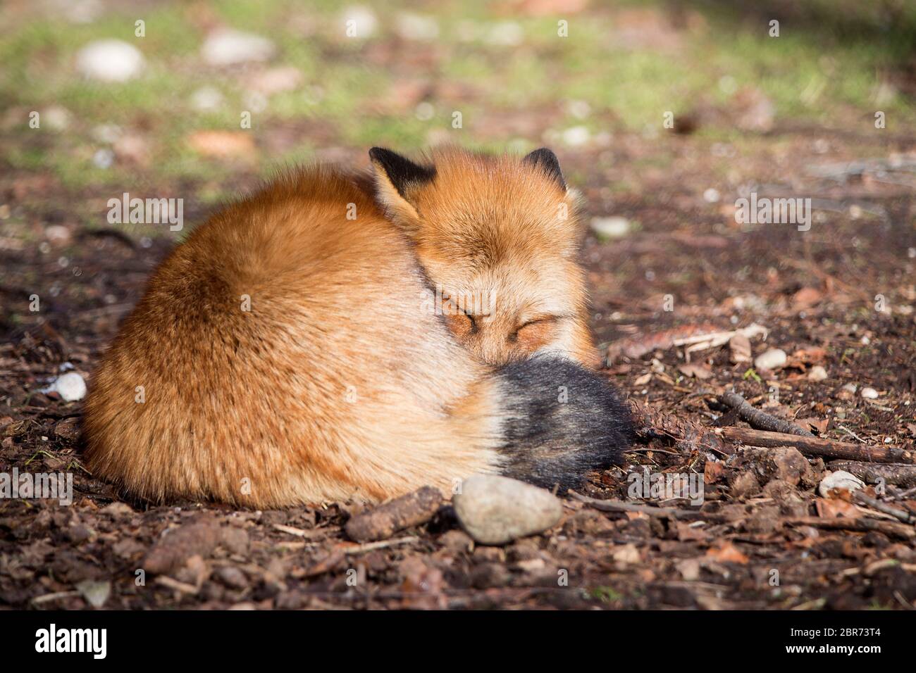 Schlafender Fuchs Stockfotos und -bilder Kaufen - Seite 2 - Alamy
