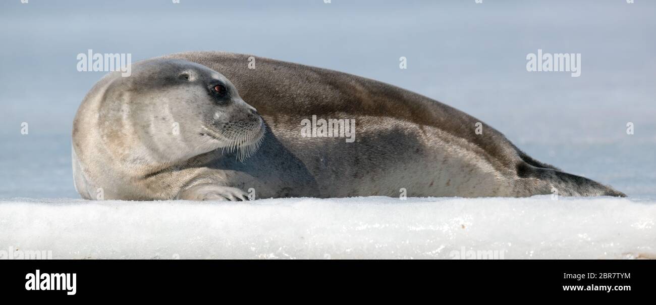 Robbe auf einer Eisscholle. Nahaufnahme. Die bärtige Dichtung, auch die ...