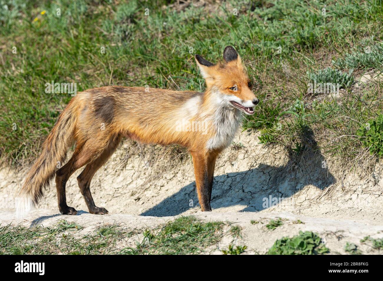 Kranker Fuchs Stockfotos und -bilder Kaufen - Alamy