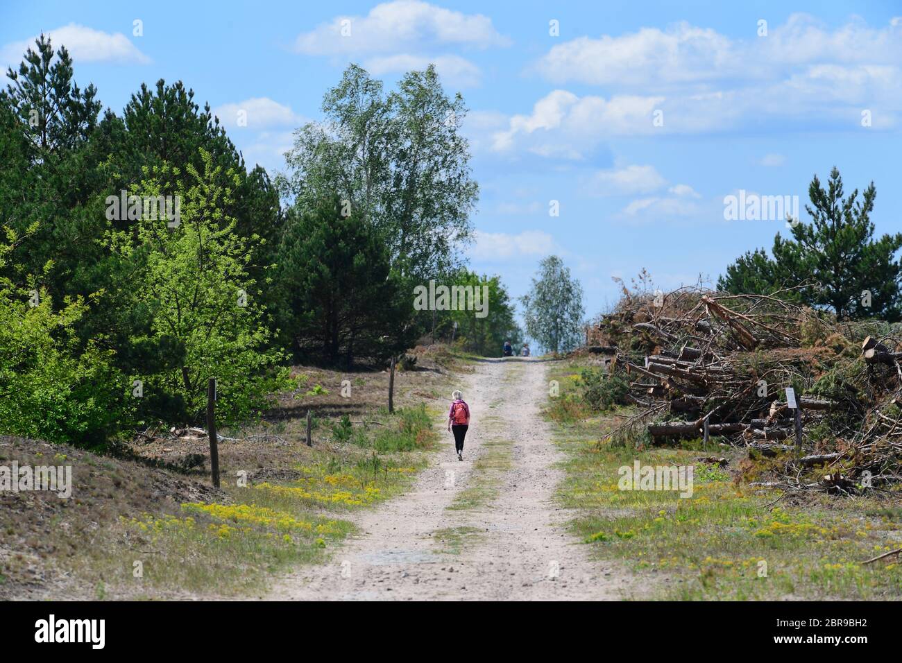 Luckenwalde Deutschland Mai 2020 Holzpfähle Auf Dem Weg Zur Rund