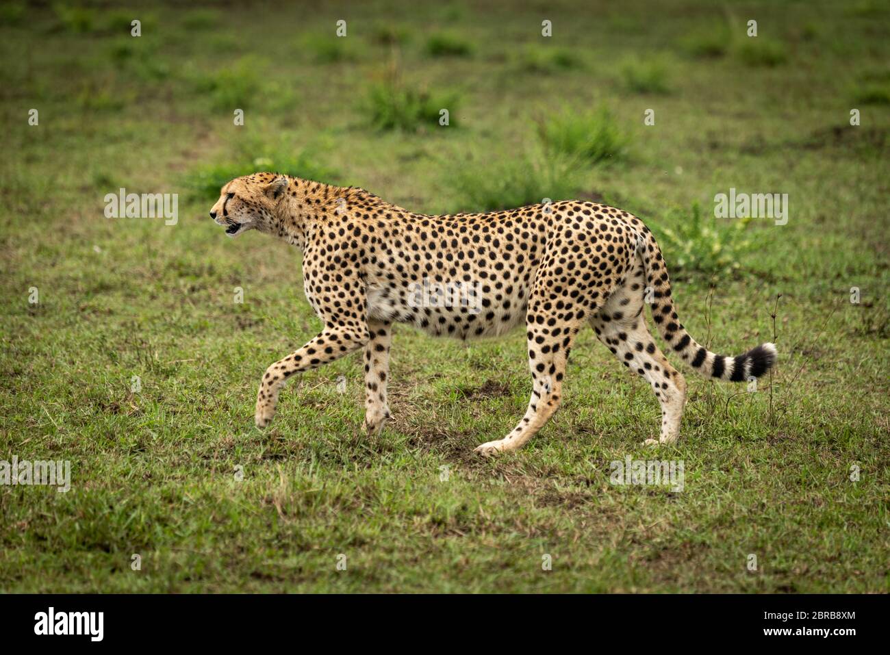 Gepard pfote -Fotos und -Bildmaterial in hoher Auflösung – Alamy