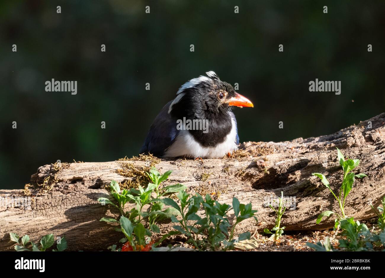 Blaue Elster Stockfotos und -bilder Kaufen - Alamy