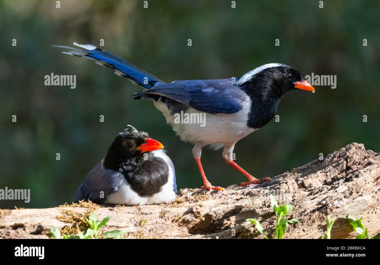 Blaue Elster Stockfotos und -bilder Kaufen - Alamy
