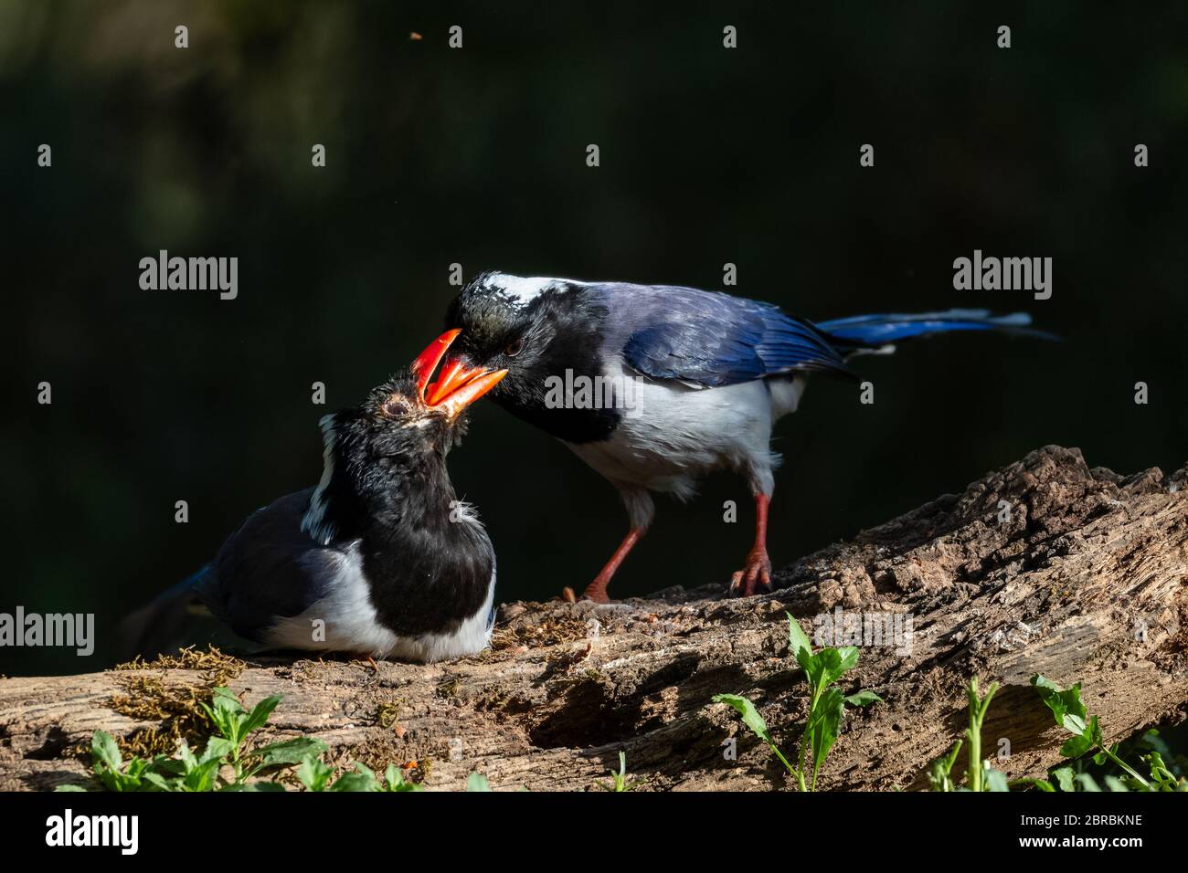 Blaue Elster Stockfotos und -bilder Kaufen - Alamy