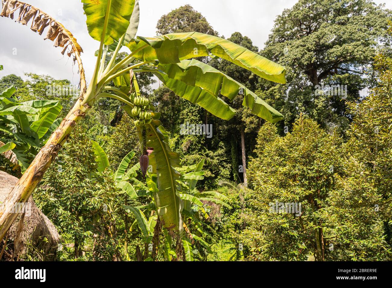 Echter bananenbaum mit bananen -Fotos und -Bildmaterial in hoher ...