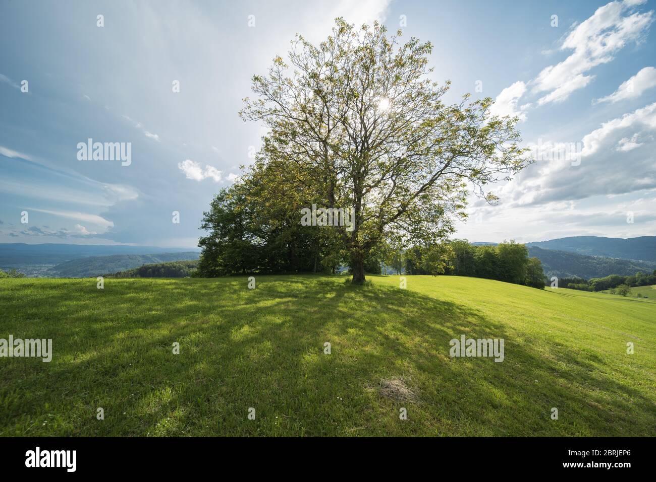 Nuss Baum Stockfotos und -bilder Kaufen - Alamy