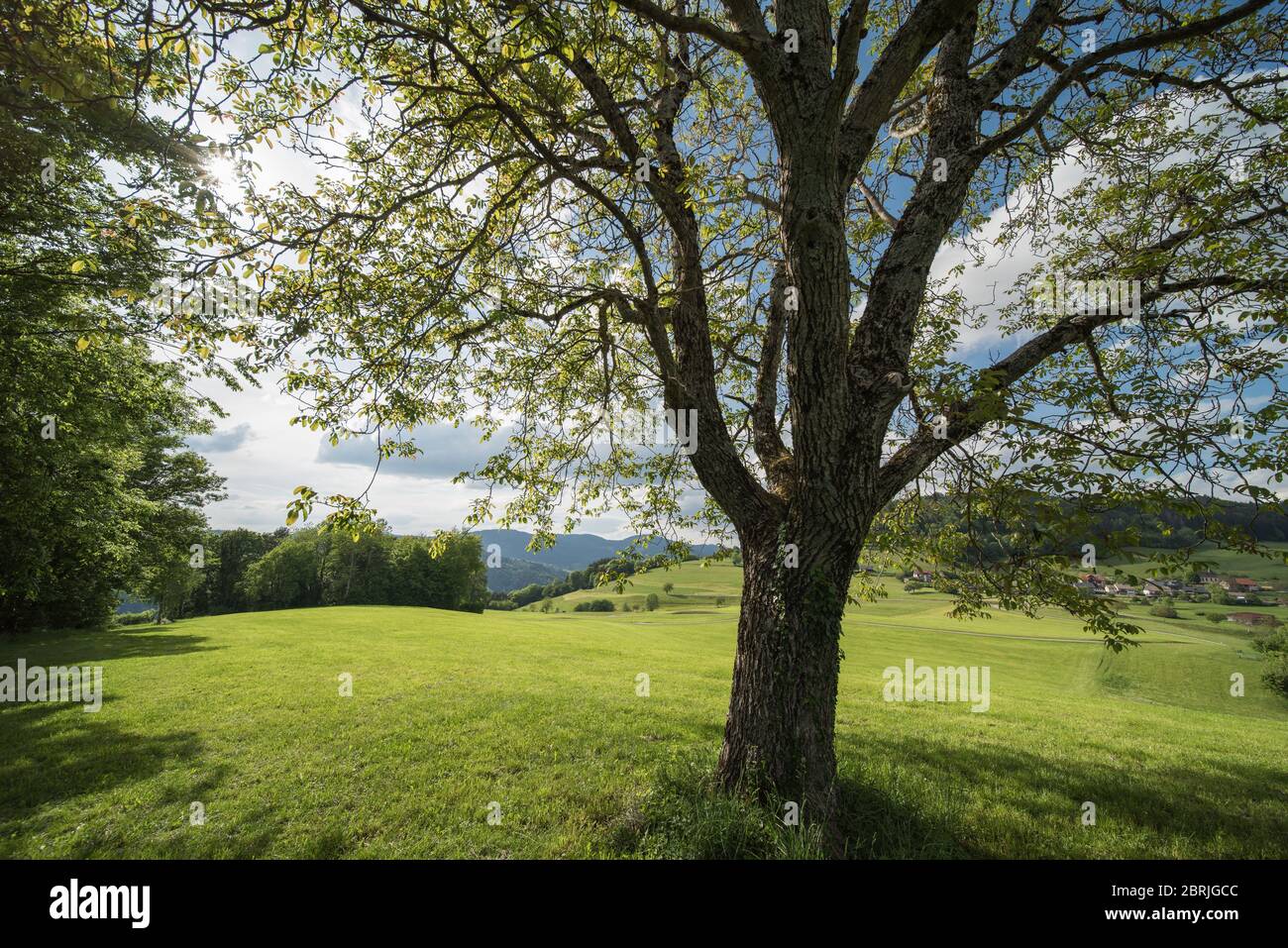 Nuss Baum Stockfotos und -bilder Kaufen - Alamy