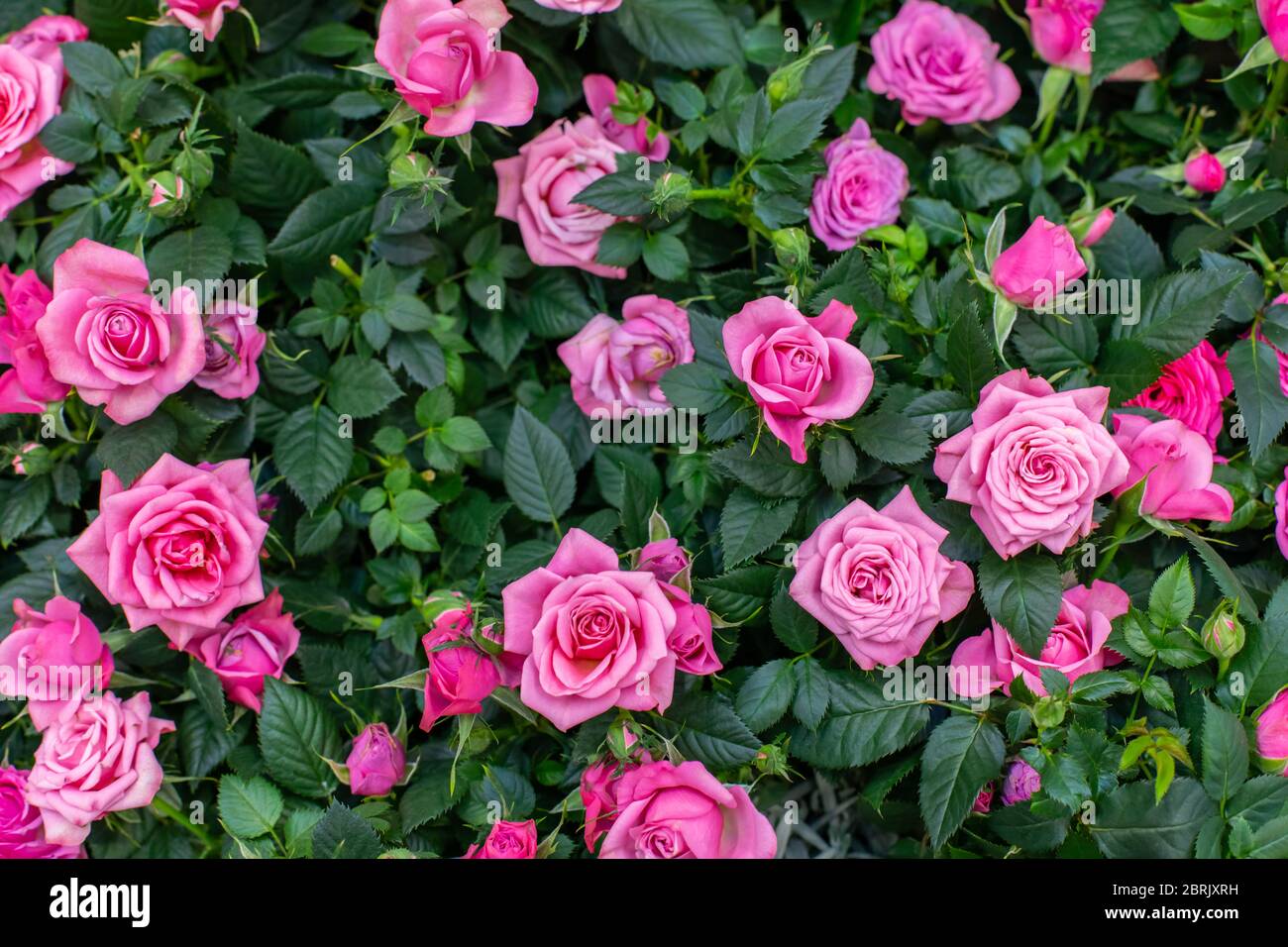 Ein kleiner rosenbusch -Fotos und -Bildmaterial in hoher Auflösung ...
