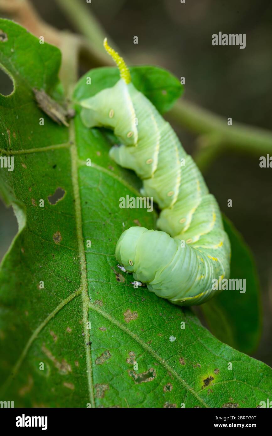 Großes Grünes Blatt Stockfotos und -bilder Kaufen - Alamy