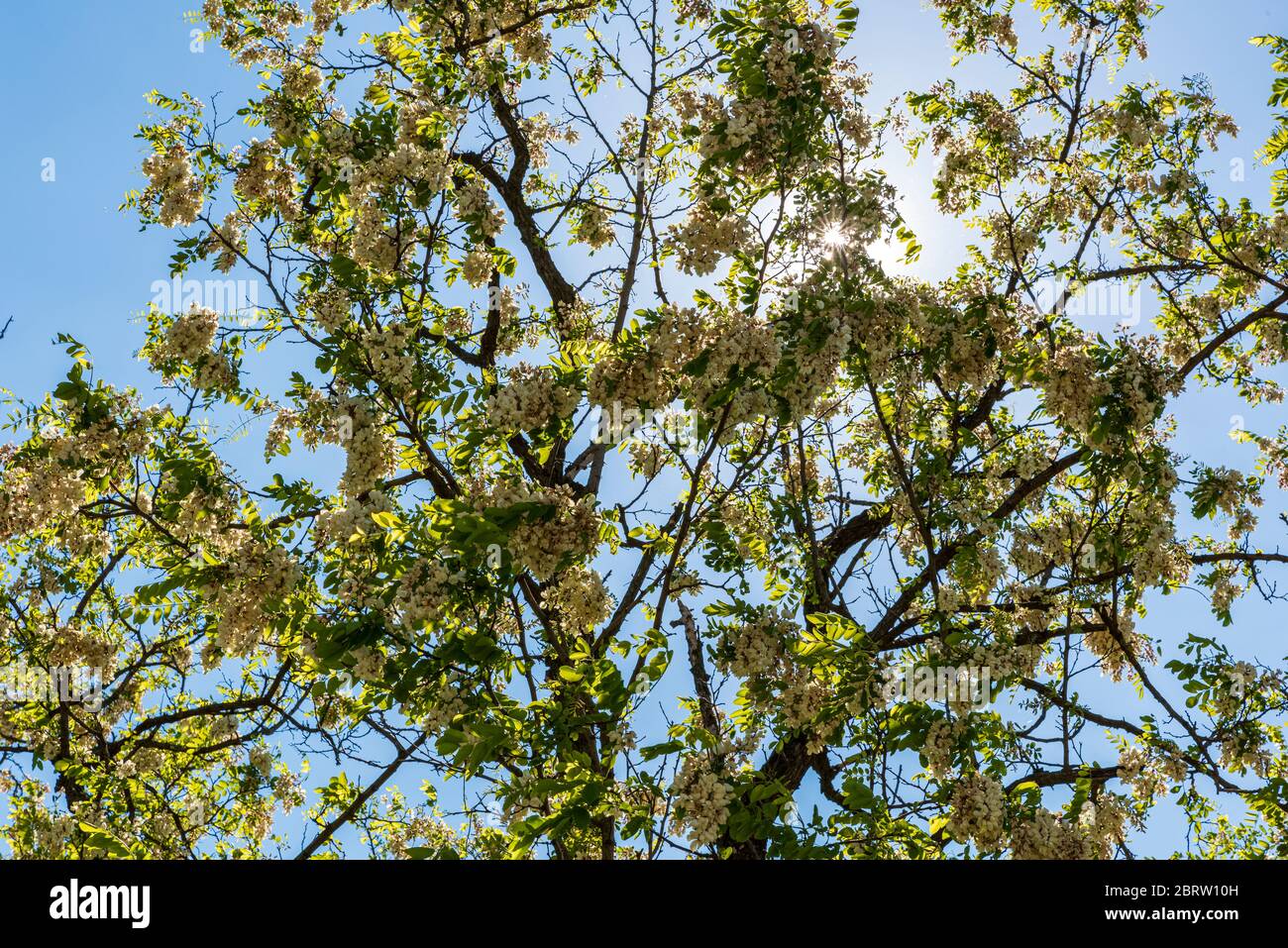 Holunder baum -Fotos und -Bildmaterial in hoher Auflösung – Alamy