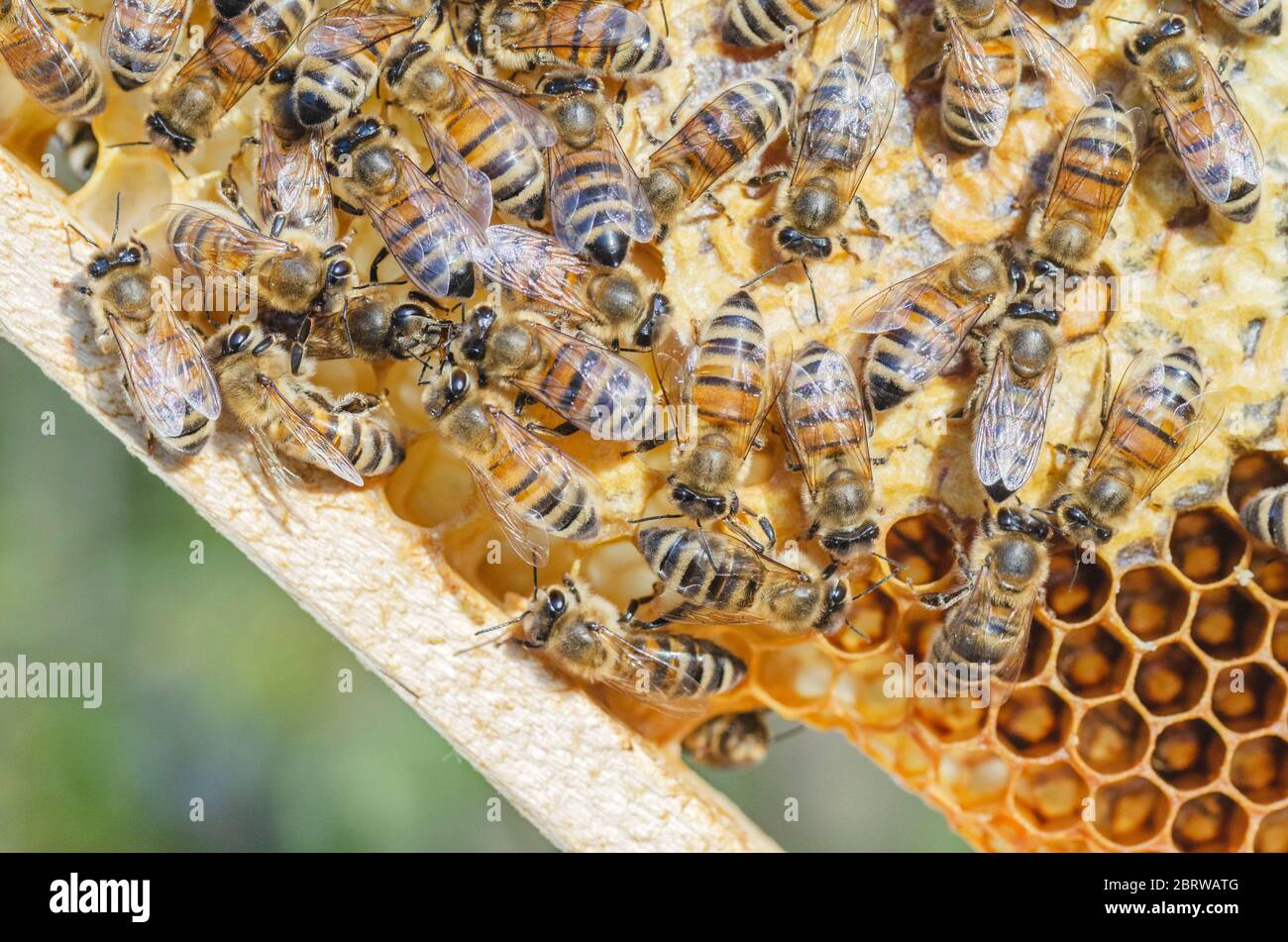Honig und Waben Stockfotos und -bilder Kaufen - Alamy