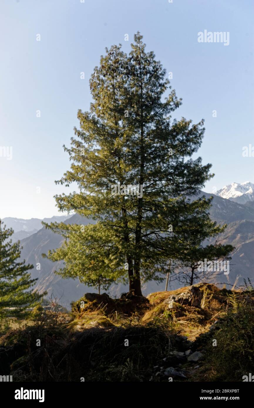Cedrus deodara deodar -Fotos und -Bildmaterial in hoher Auflösung – Alamy