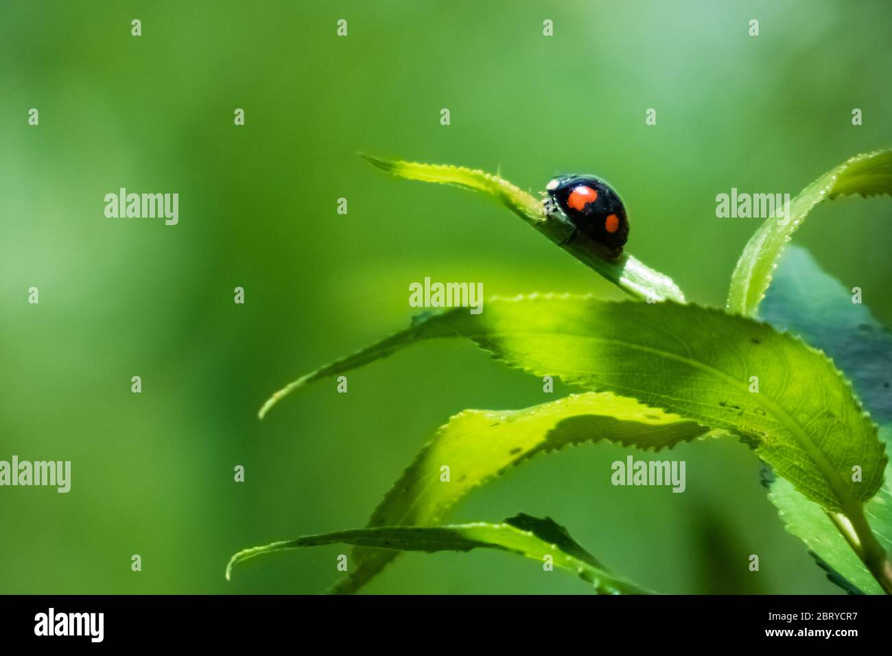 Cute little ladybug -Fotos und -Bildmaterial in hoher Auflösung – Alamy