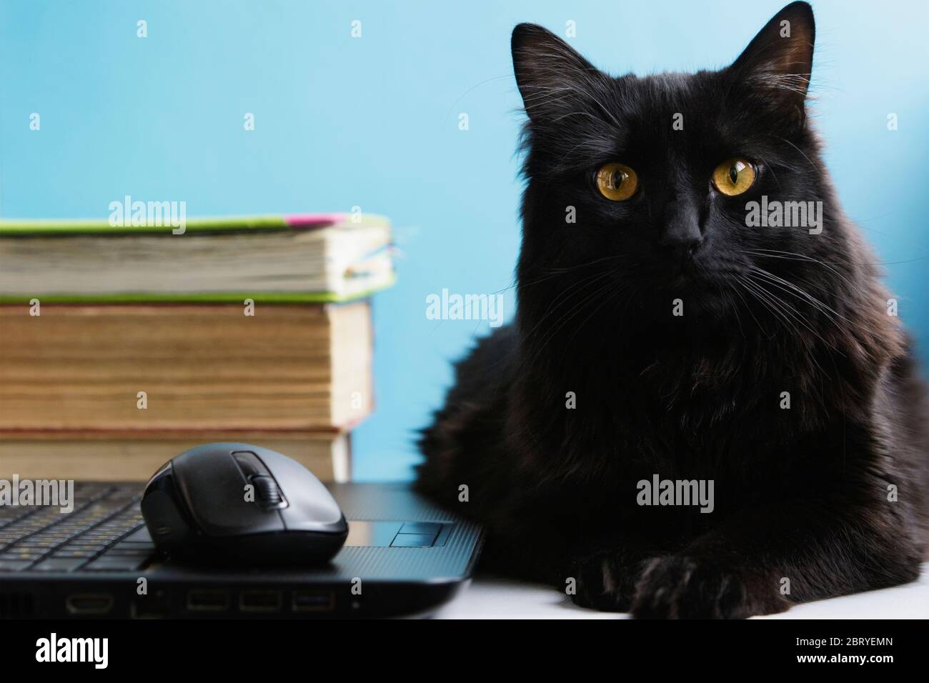 Cat laptop funny Stockfotos und -bilder Kaufen - Alamy