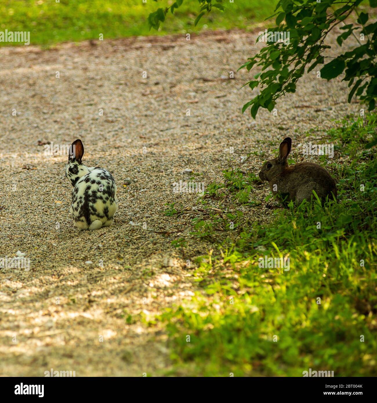 Wilde Kaninchen In Einem Wald Stockfotos und -bilder Kaufen - Alamy